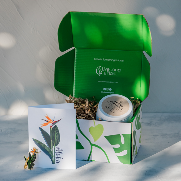 Aloha Bird of Paradise Gift Box – Live Long And Plant